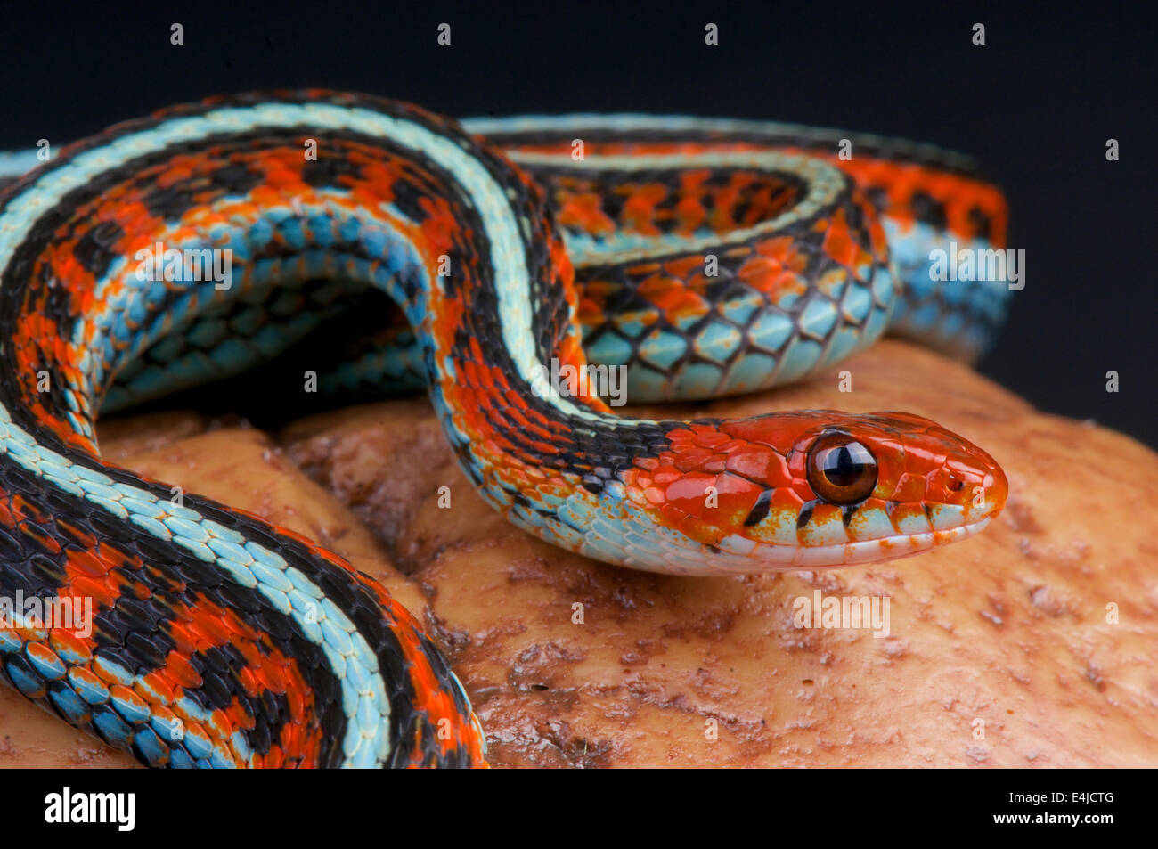 Thamnophis sirtalis tatraenia hi-res stock photography and images - Alamy