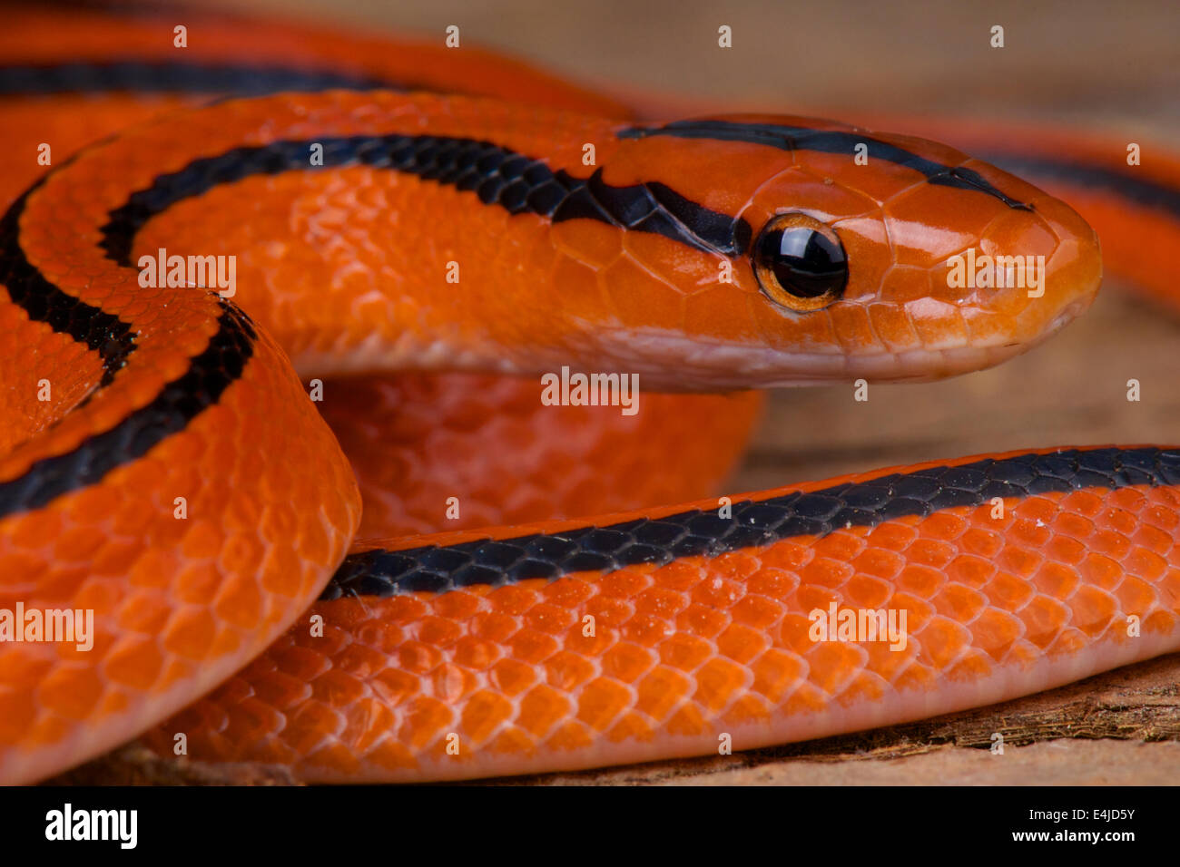 Reptile Rat Snake High Resolution Stock Photography and Images - Alamy