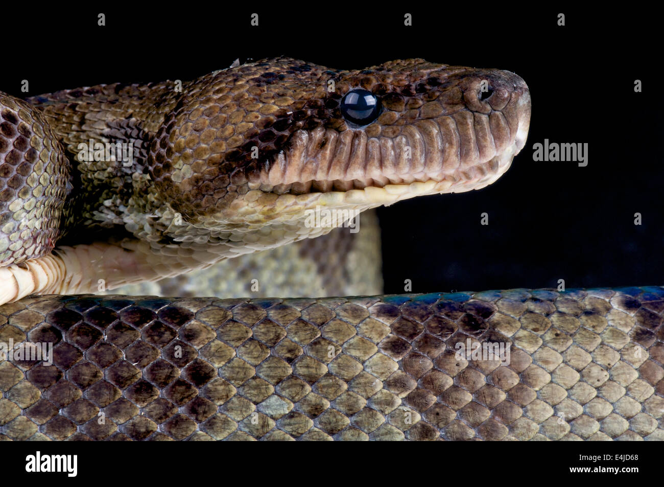 Madagascar tree boa / Sanzinia madagascariensis Stock Photo - Alamy