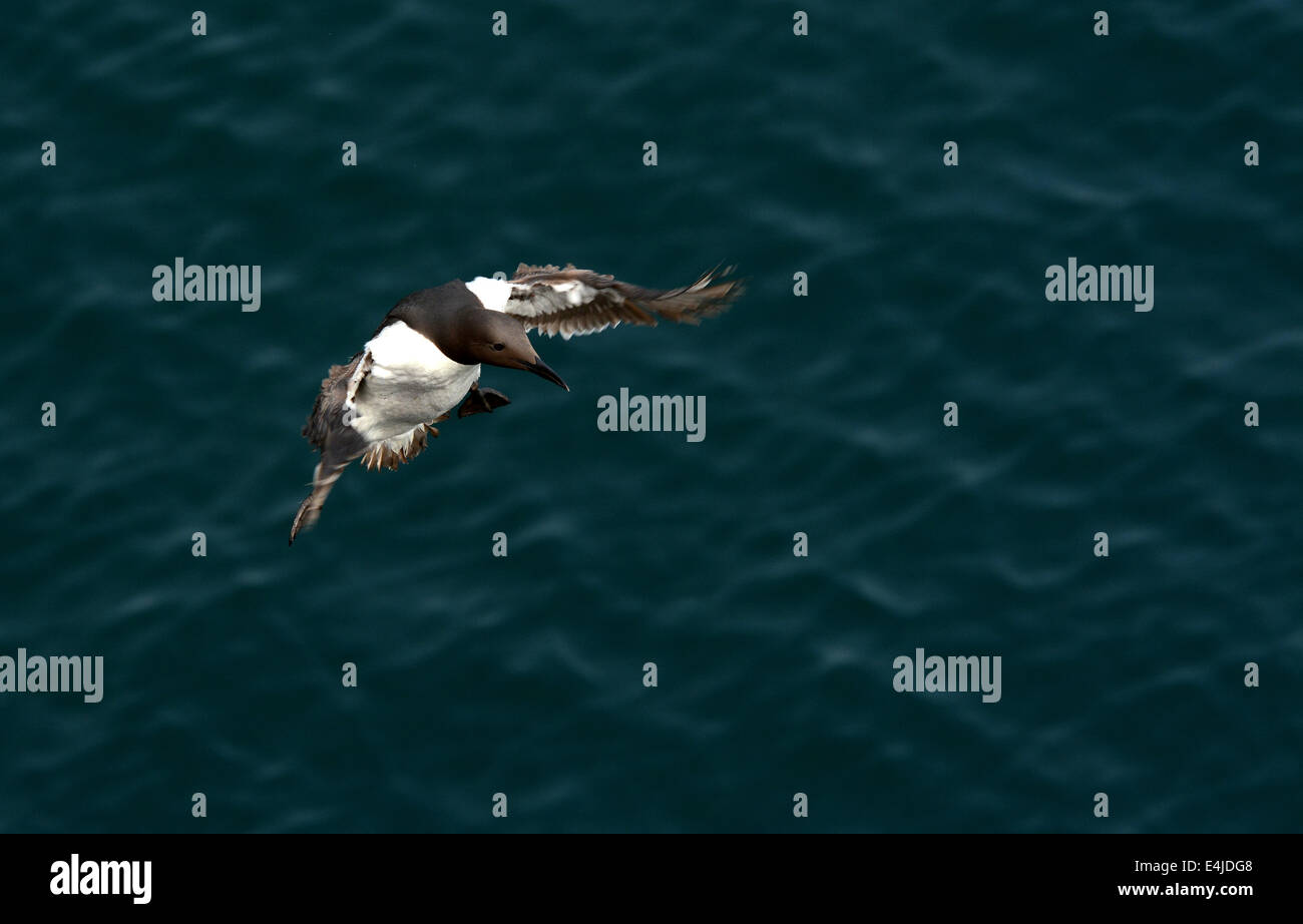 Guillemot in flight Stock Photo - Alamy