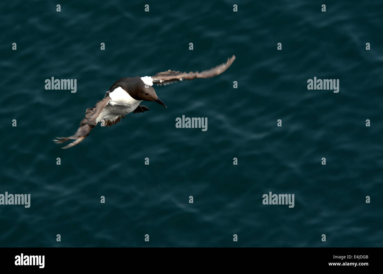 Guillemot in flight Stock Photo - Alamy