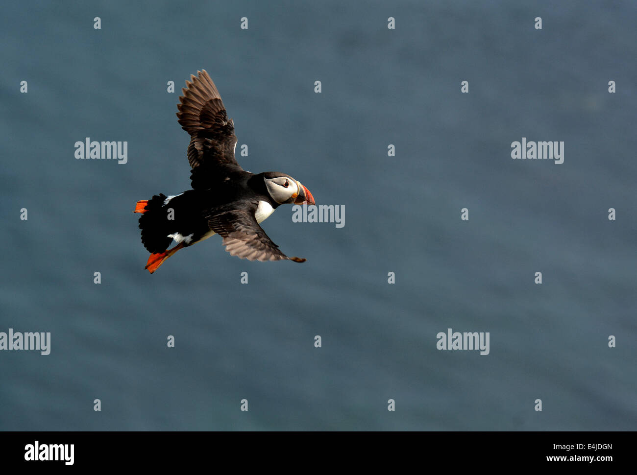 Puffin in flight Stock Photo - Alamy