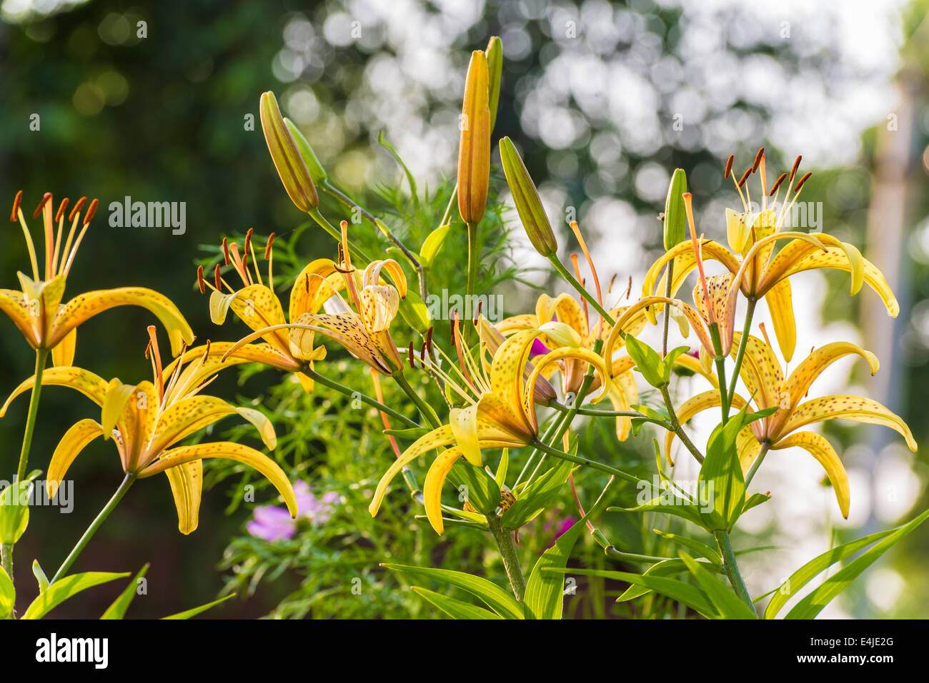 Beautiful yellow lily Stock Photo - Alamy