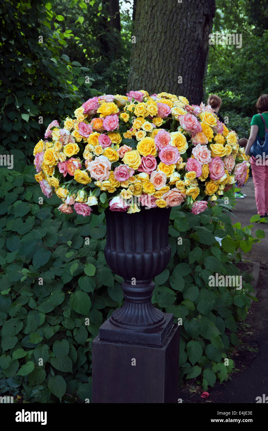 Roses on display in LU Botanical Garden Riga Latvia Stock Photo - Alamy