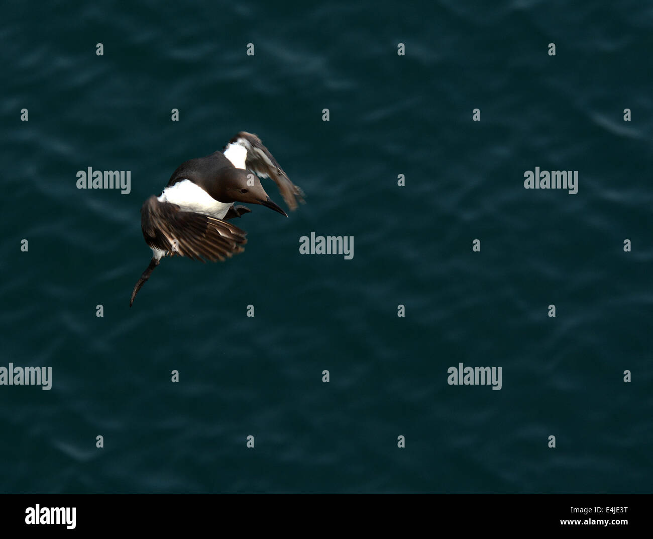 Guillemot in flight Stock Photo - Alamy