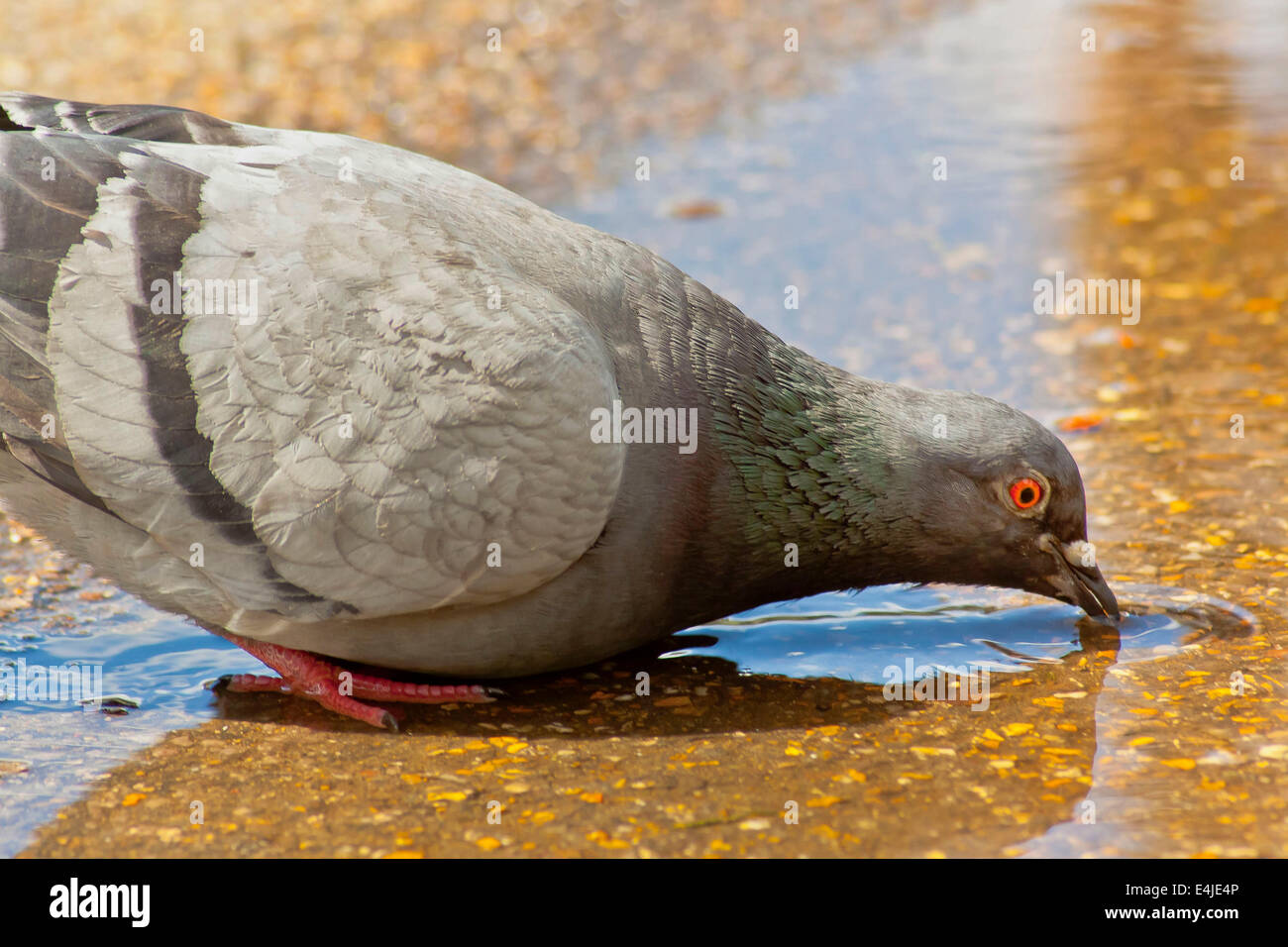 Pigeon drink hi-res stock photography and images - Alamy
