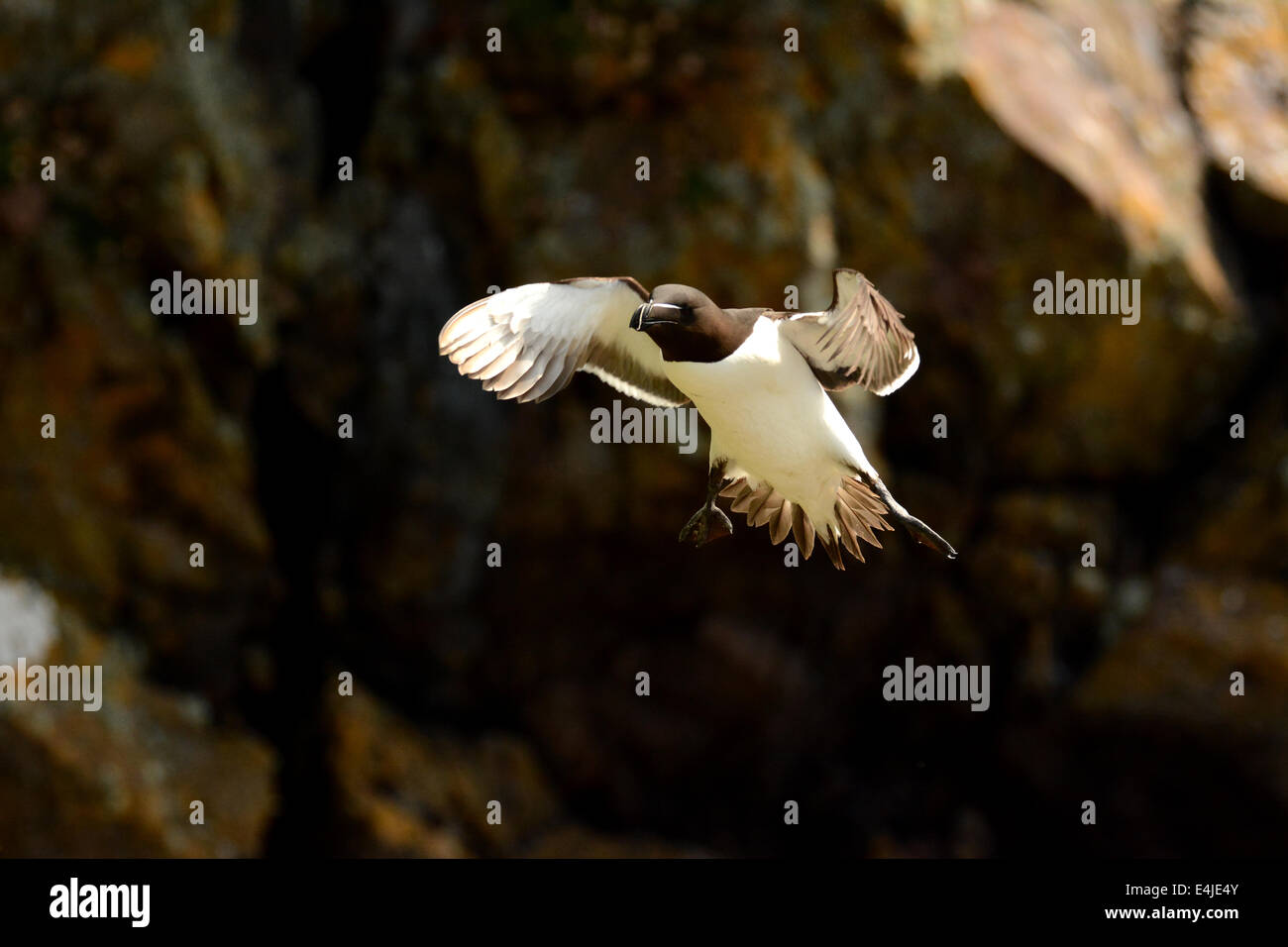 Razorbill in flight Stock Photo - Alamy