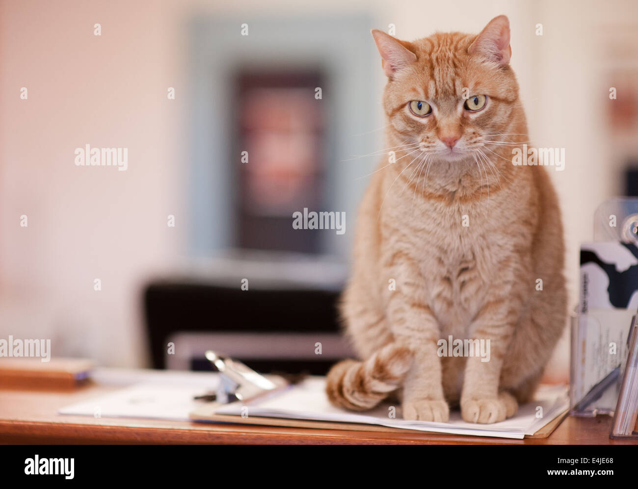 Cat office hi-res stock photography and images - Alamy