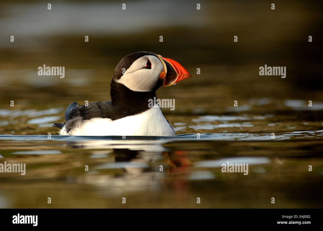 Puffin floating on the sea Stock Photo - Alamy