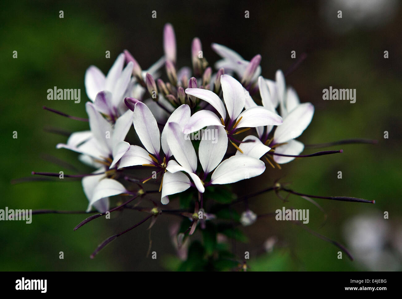 Cleome hassleriana, commonly known as spider flower or spider plant in ...