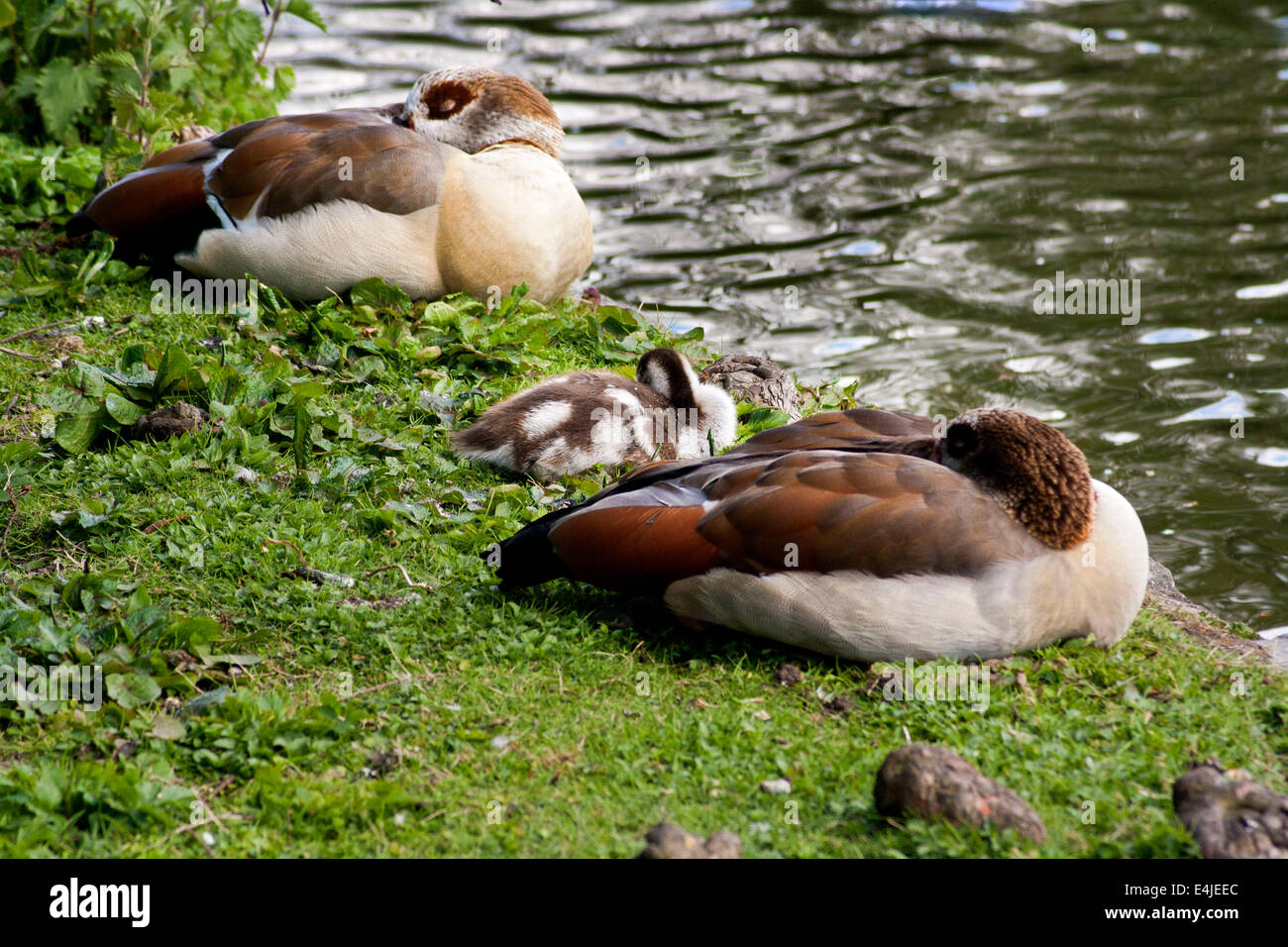 Sleeping duck hi-res stock photography and images - Alamy