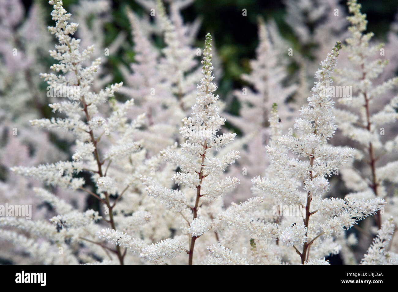 Closeup astilbe plant High Resolution Stock Photography and Images - Alamy