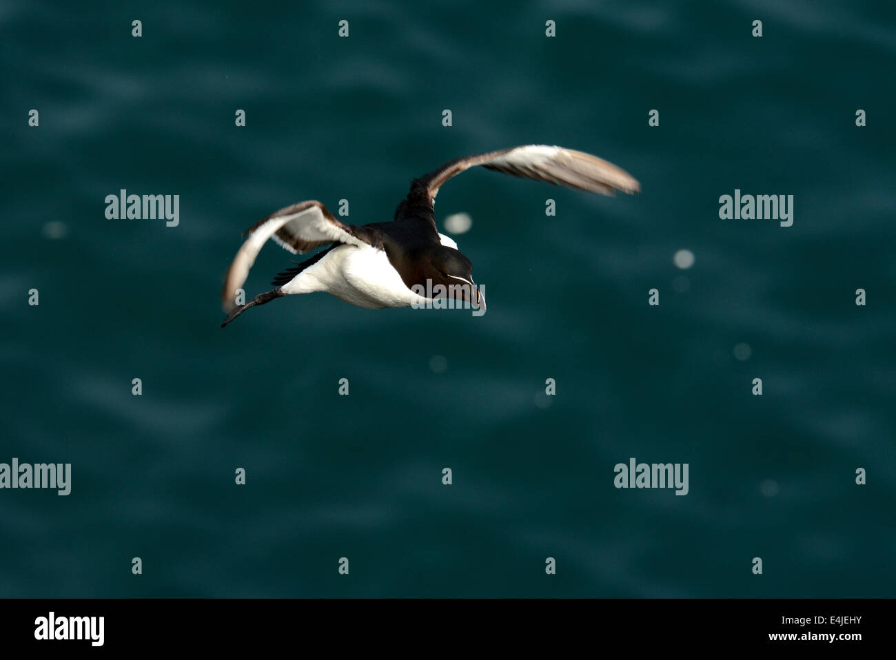 Razorbill coming in to land hi-res stock photography and images - Alamy