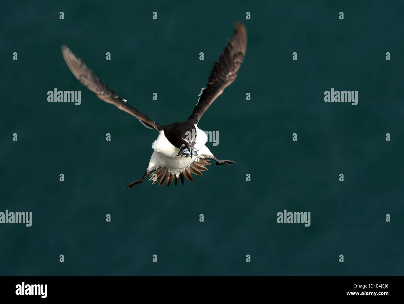 Razorbill in flight Stock Photo - Alamy