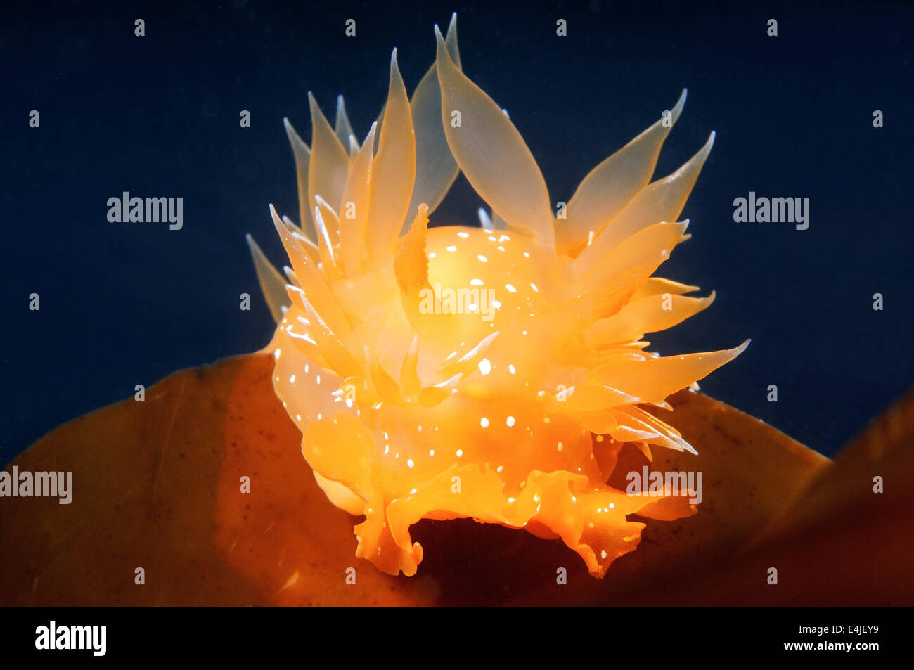 Nudibranch or Sea Slug - Golden diron ( Dirona aurantia ) Sea of Japan ...