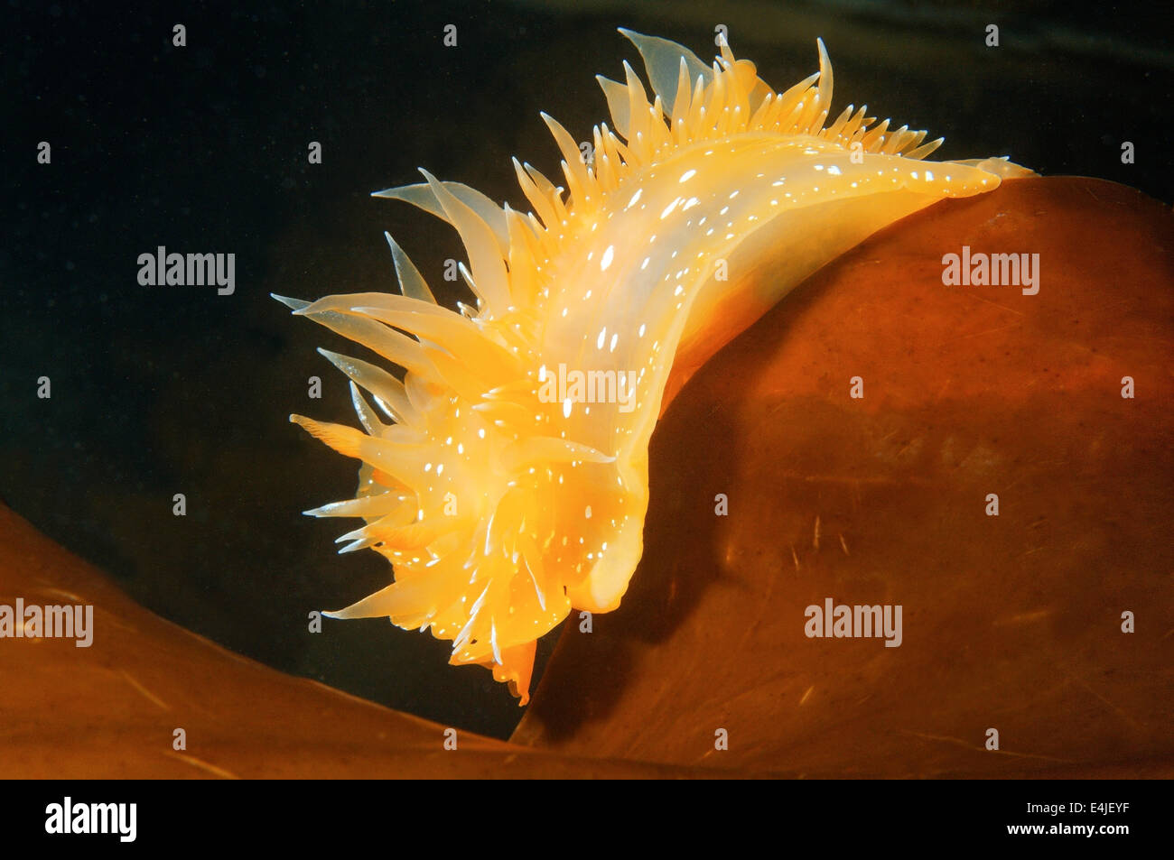 Gold Dirona High Resolution Stock Photography and Images - Alamy