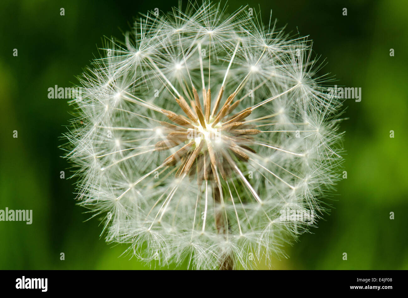 Dandelion seed hi-res stock photography and images - Alamy