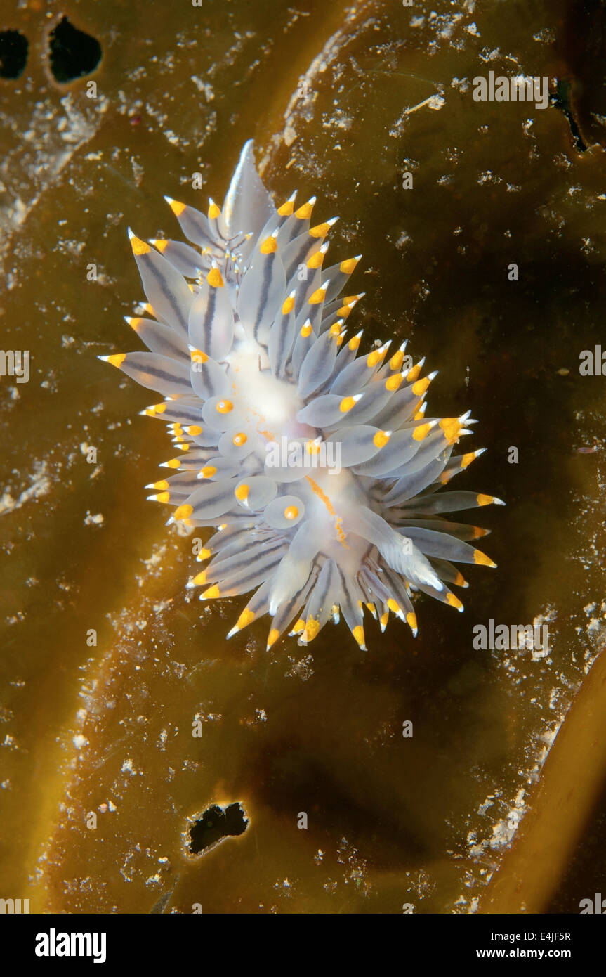 Nudibranch or Sea Slug (Janolus fuscus ) Sea of Japan, Rudnaya Pristan ...