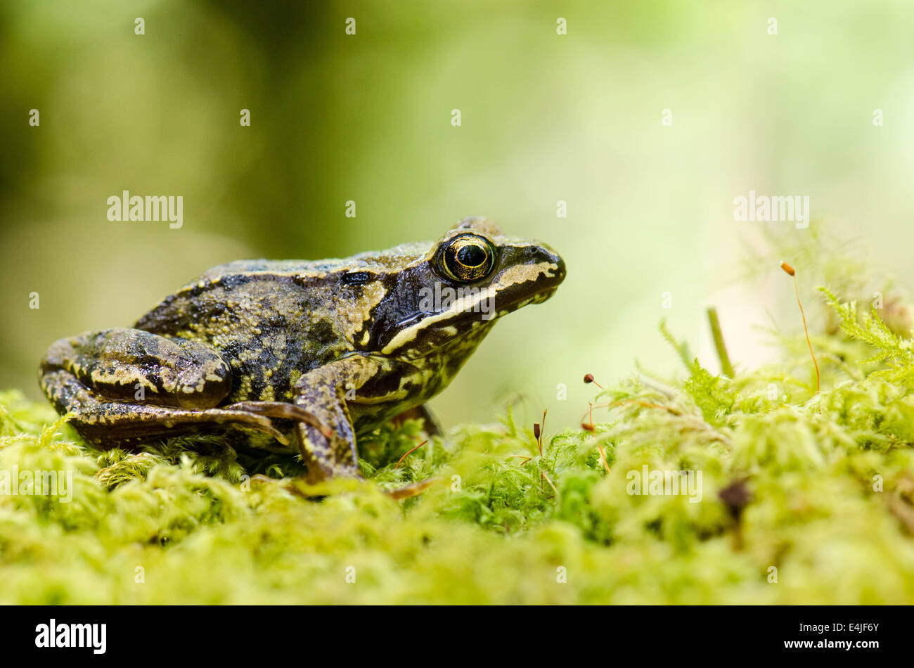 Frog on a log hi-res stock photography and images - Alamy