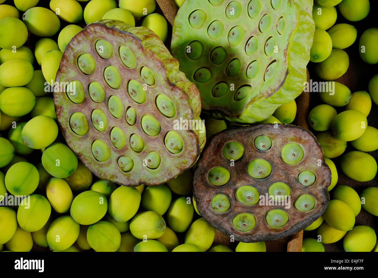 lotus seed pods Stock Photo - Alamy