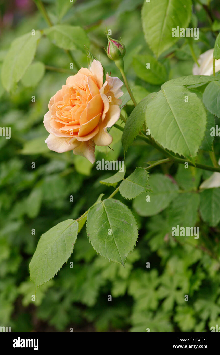 Grace rose hi-res stock photography and images - Alamy