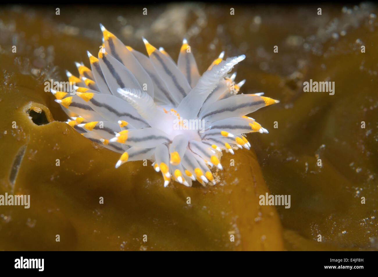 Mollusk sea hi-res stock photography and images - Alamy