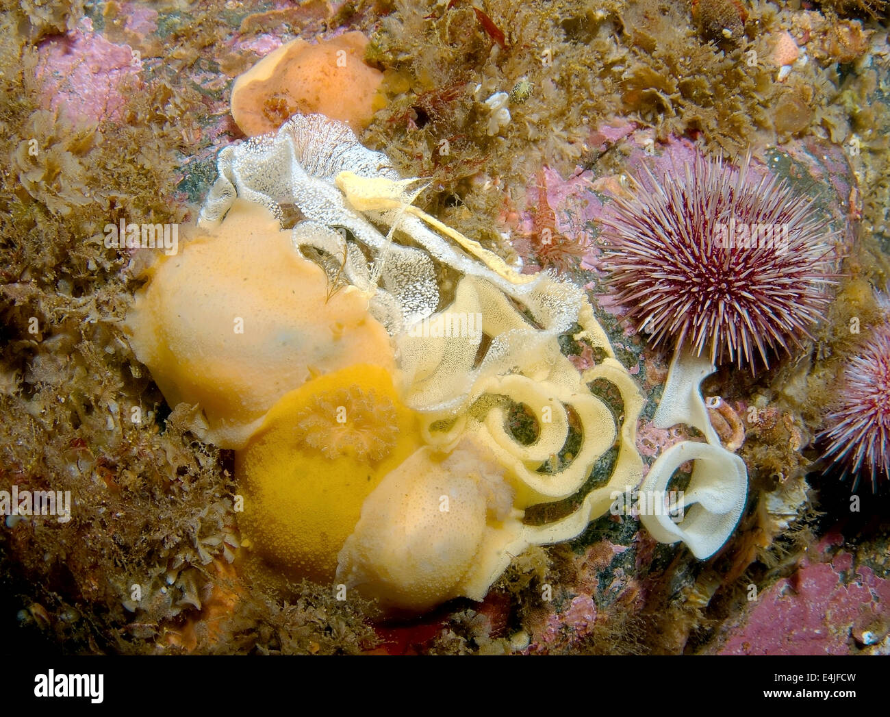Nudibranch or Sea Slug with eggs ( Archidoris pseudoargus ) with eggs ...