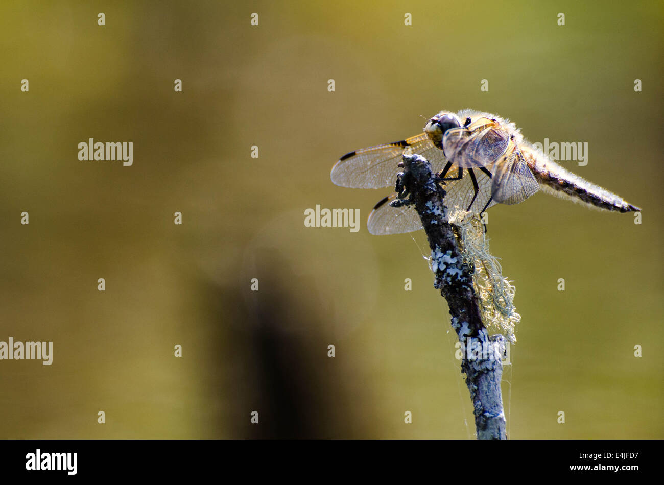 Four-spotted Chaser Dragonfly Stock Photo - Alamy