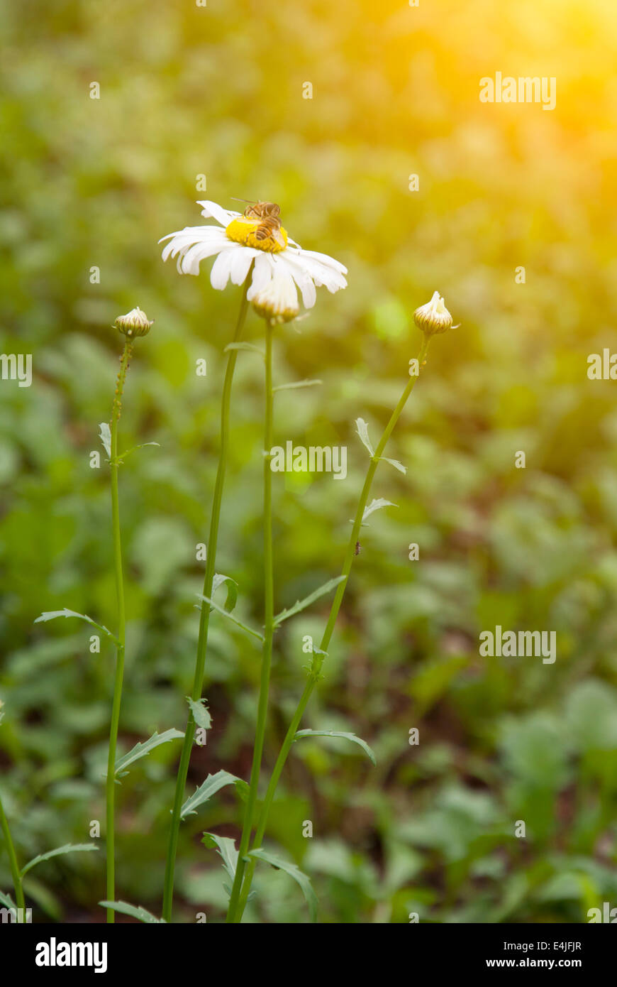 Chrysanthemum flower bee pollination hi-res stock photography and ...