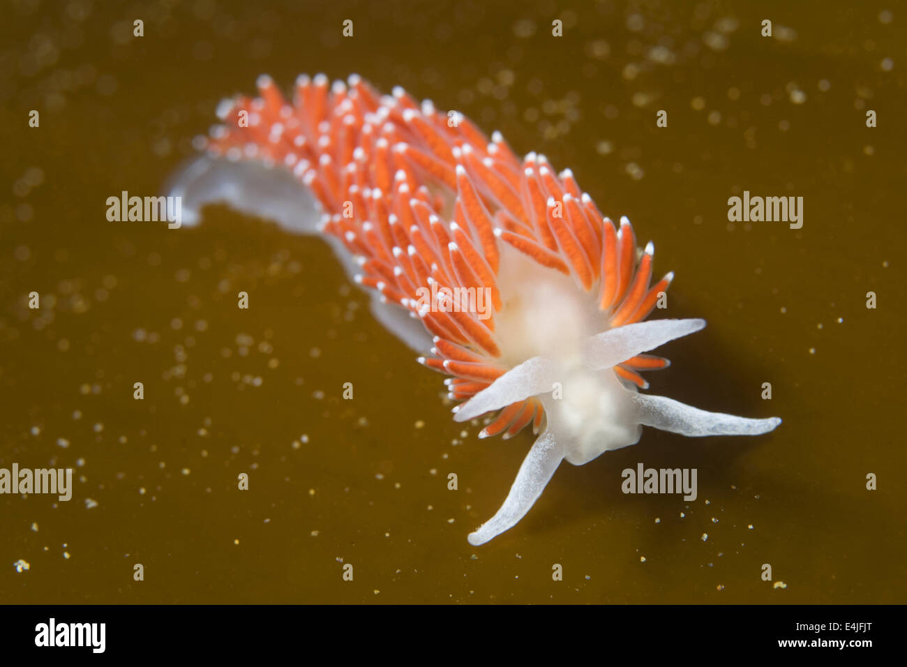 Warty sea slug hi-res stock photography and images - Alamy
