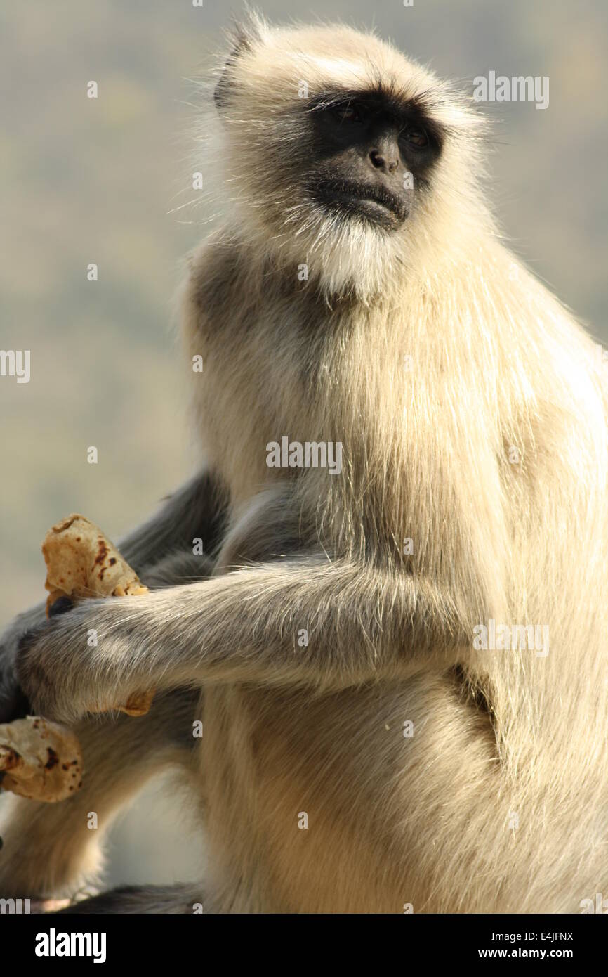 Indian monkey hi-res stock photography and images - Alamy