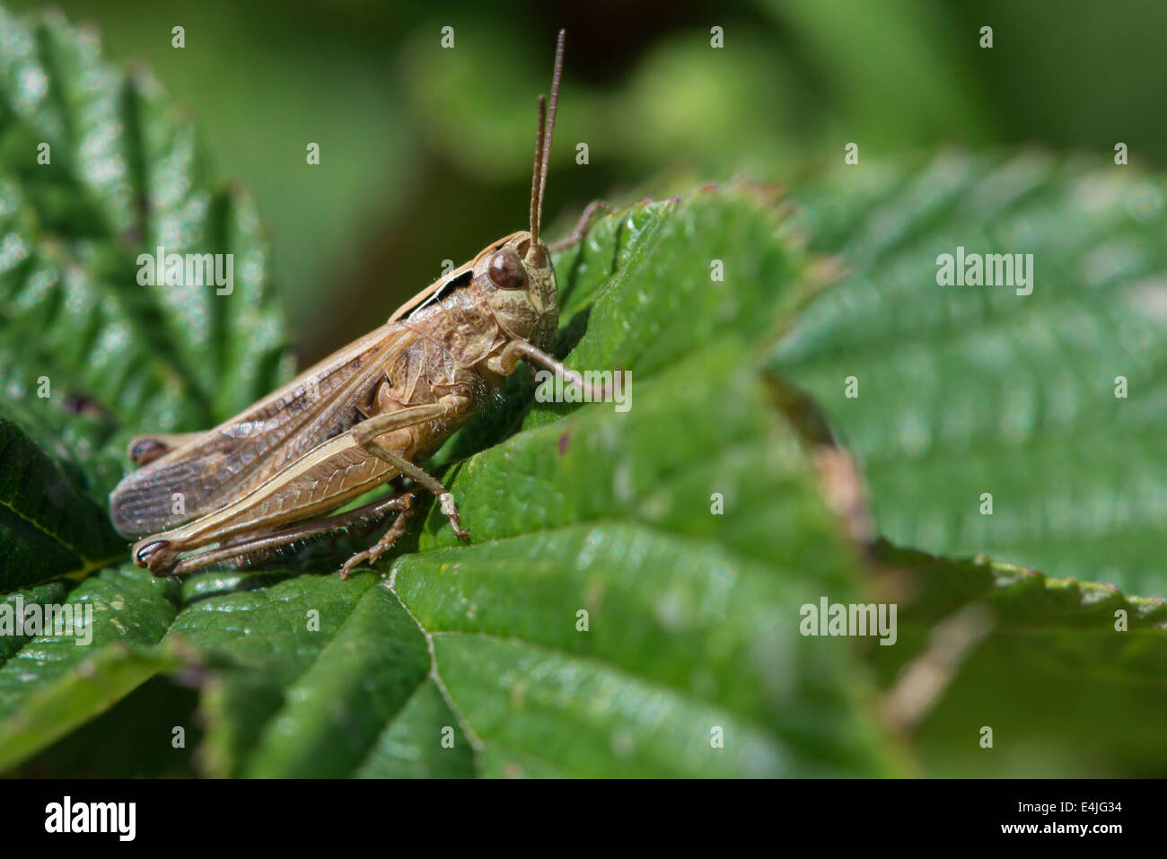 Grasshopper exoskeleton hi-res stock photography and images - Alamy Grasshopper exoskeleton hi-res stock photography and images - Alamy