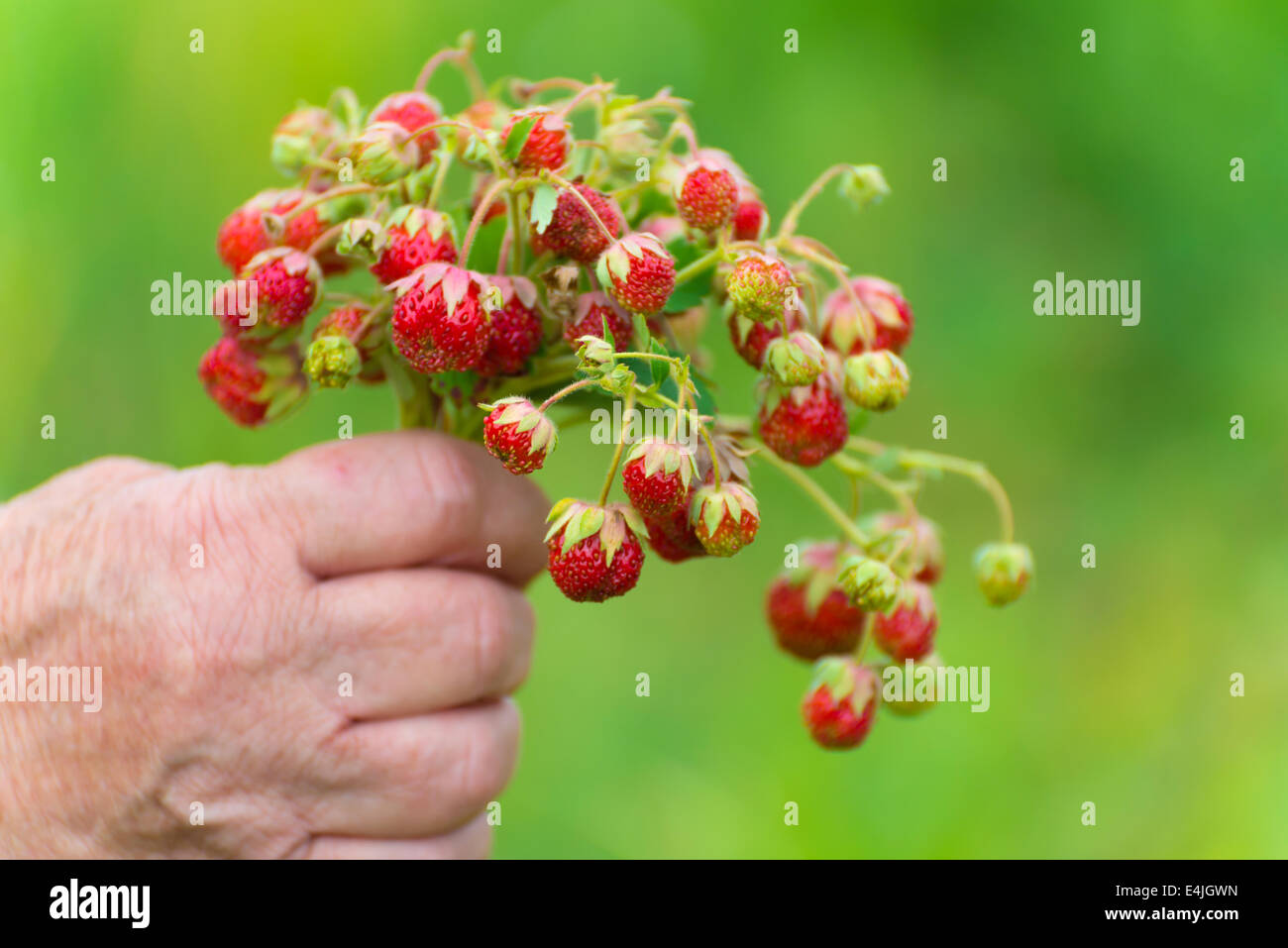 Female hand holding strawberry hi-res stock photography and images - Alamy