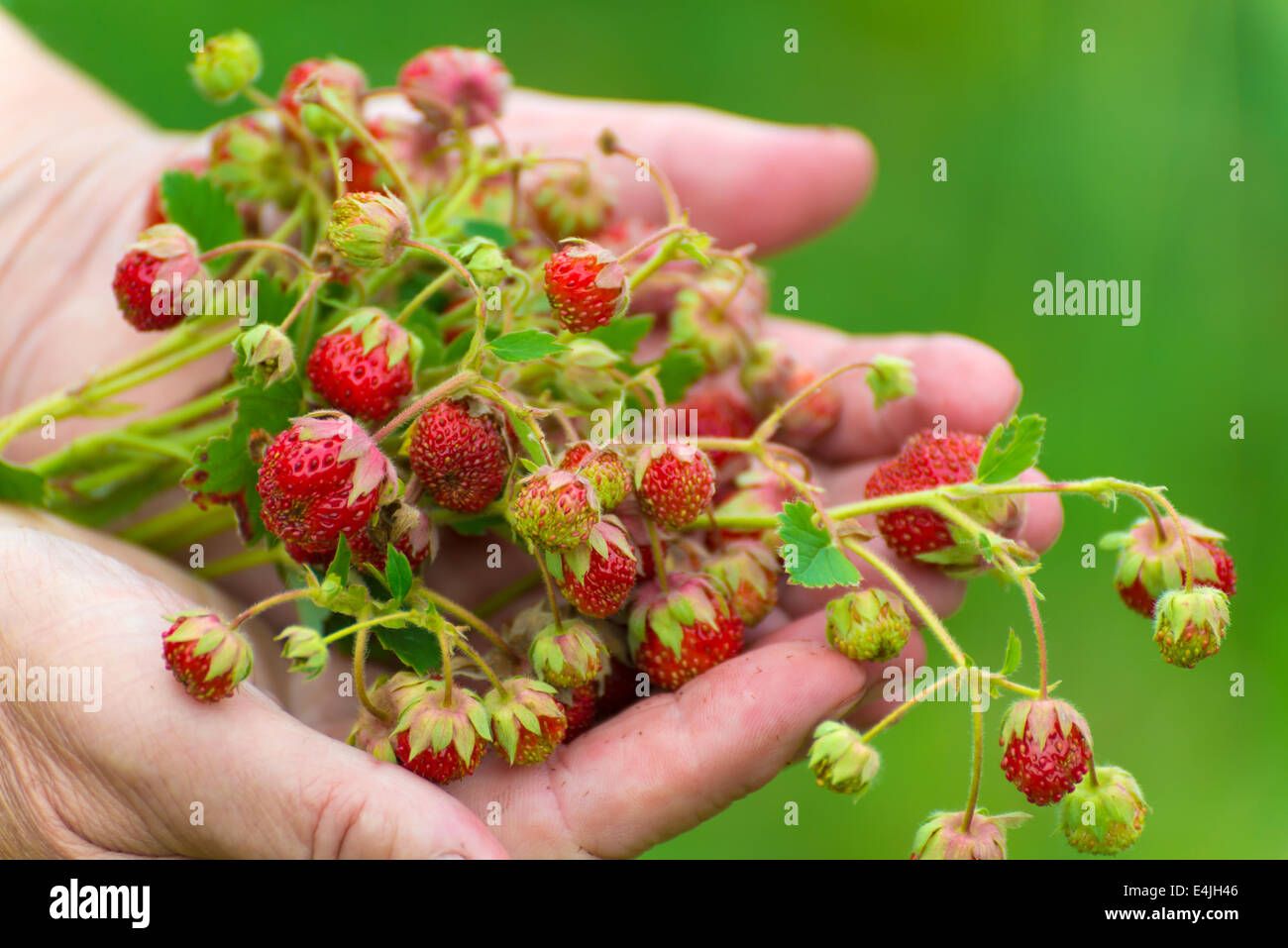 Female hand holding strawberry hi-res stock photography and images - Alamy