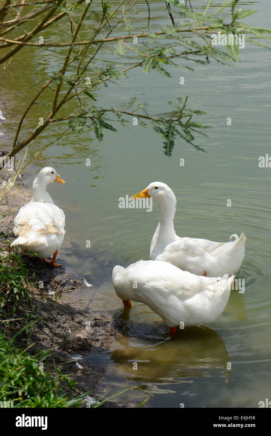 family of beautiful Cherry Valley duck in the farm at middle of ...