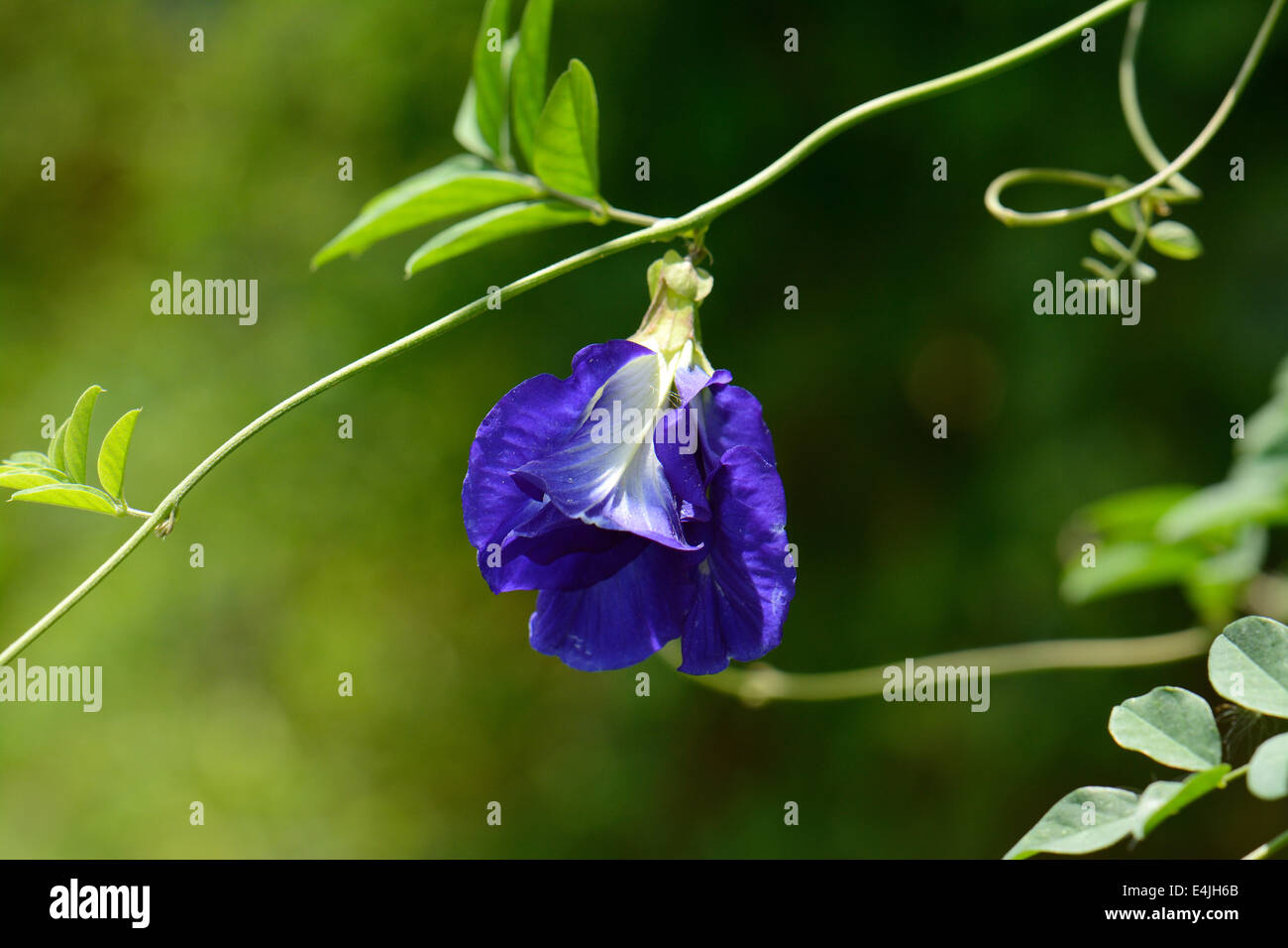 beautiful Asian pigeonwings flower (Clitoria ternatea) at Thai flower ...