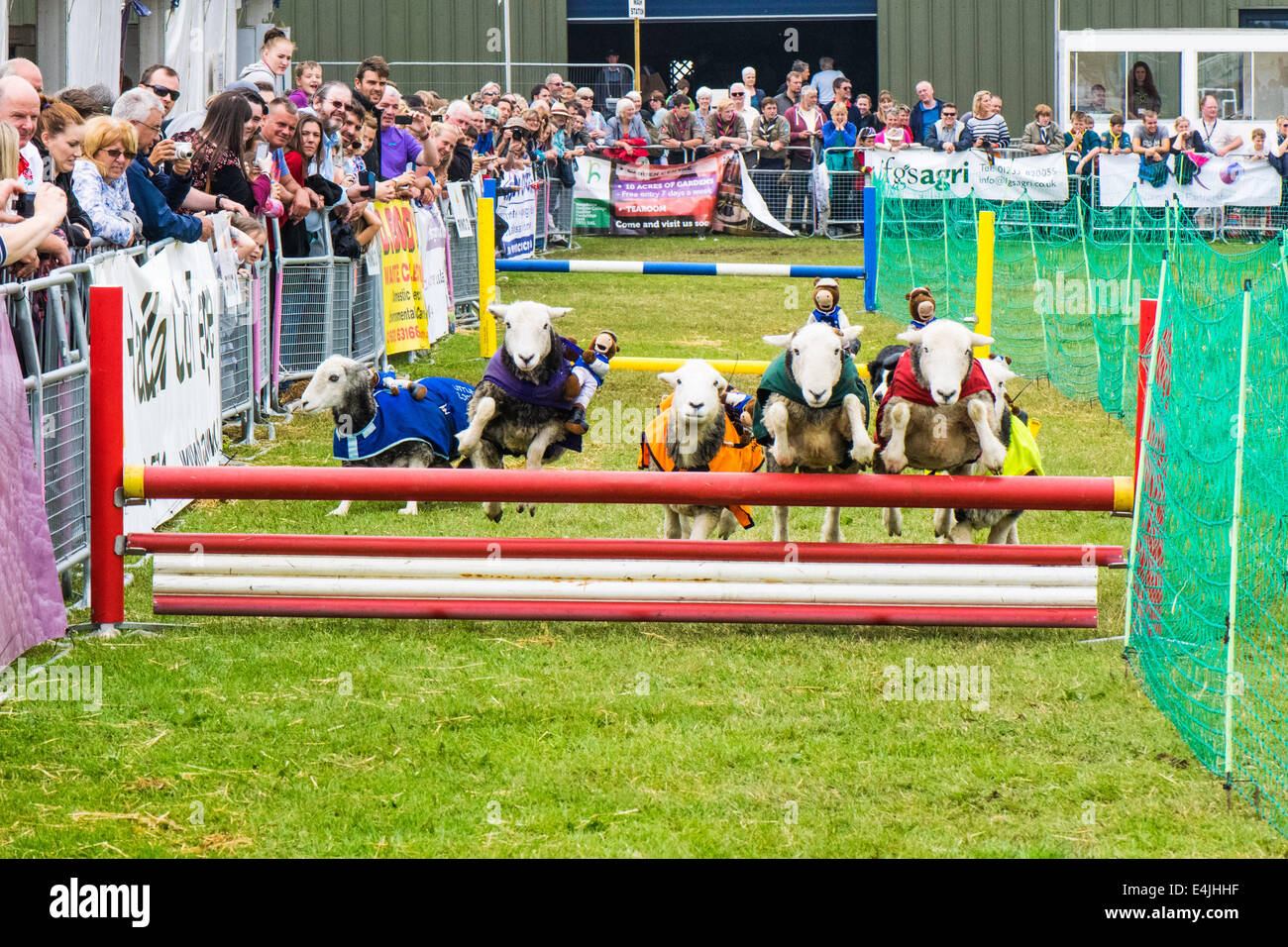 The Lamb National at the Kent County Show, 2014 Stock Photo - Alamy