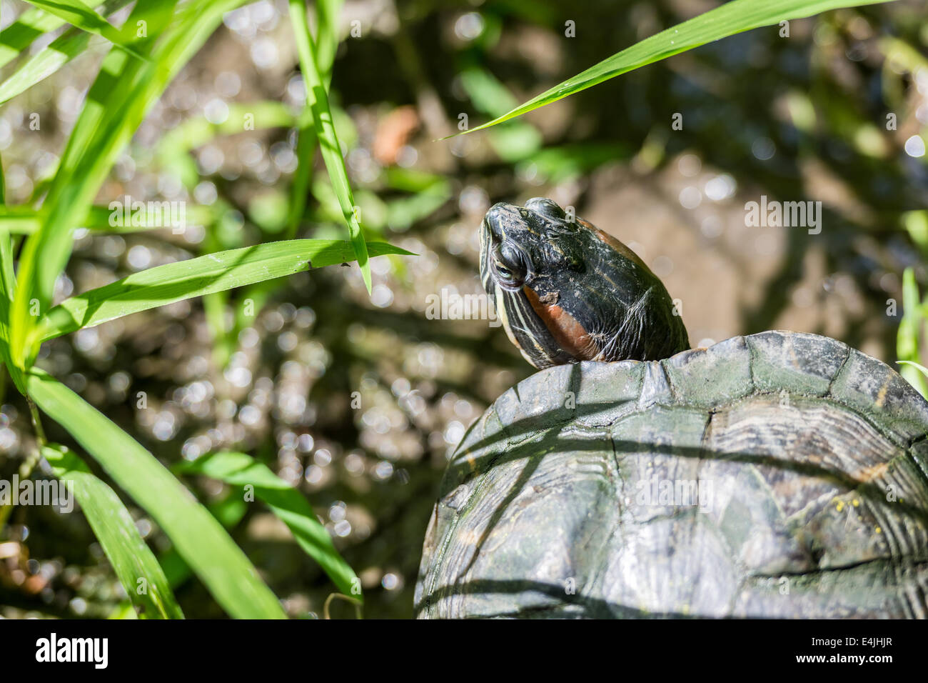 Pond Turtle Close Up Stock Photo - Alamy