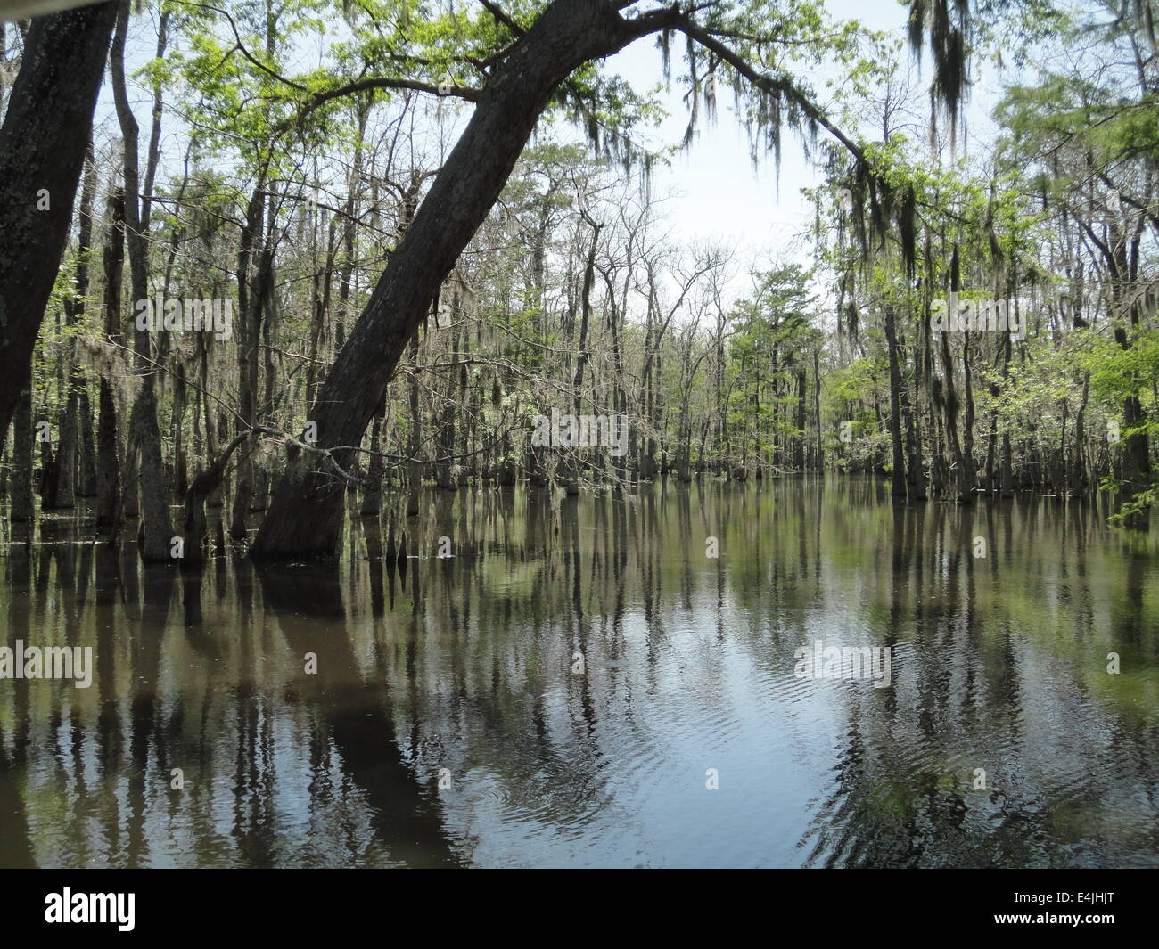 A swamp in Louisiana, USA Stock Photo - Alamy