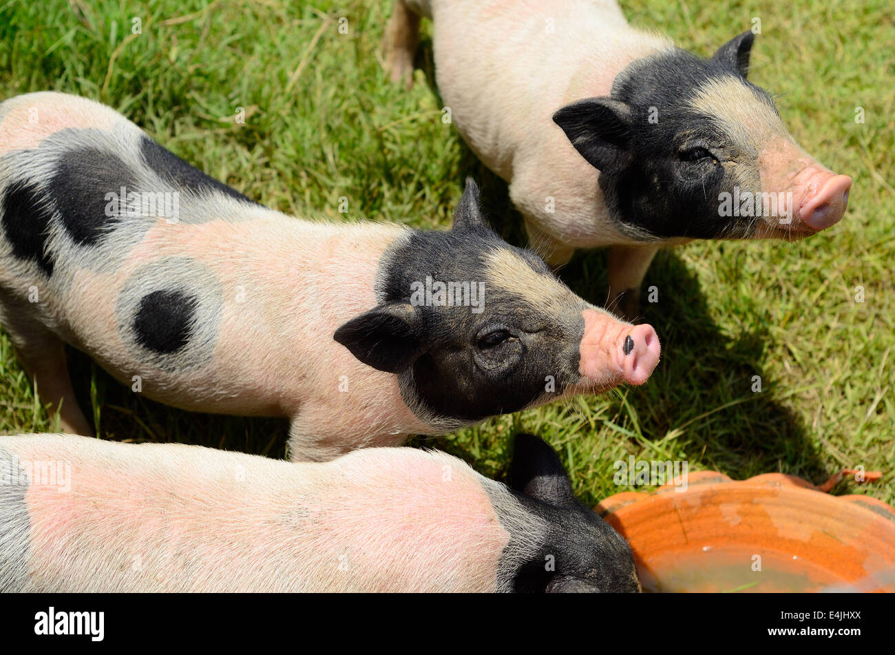 Pot belly hi-res stock photography and images - Alamy