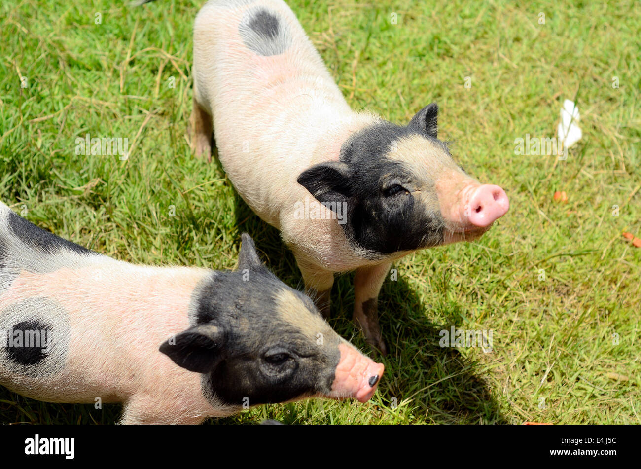 Thai style Vietnamese Pot Belly piglet nursery house in Thai pig farm ...