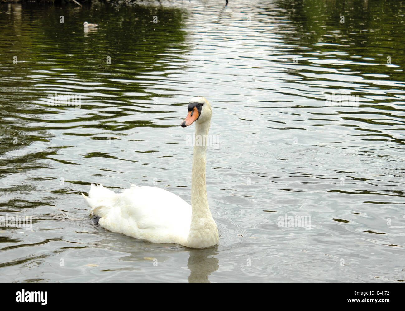 A single swan floating on the lake surface Stock Photo - Alamy