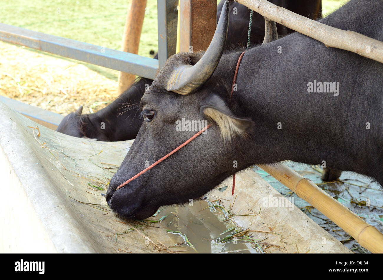 Thai style water buffalo house in Thai buffalo farm Stock Photo - Alamy