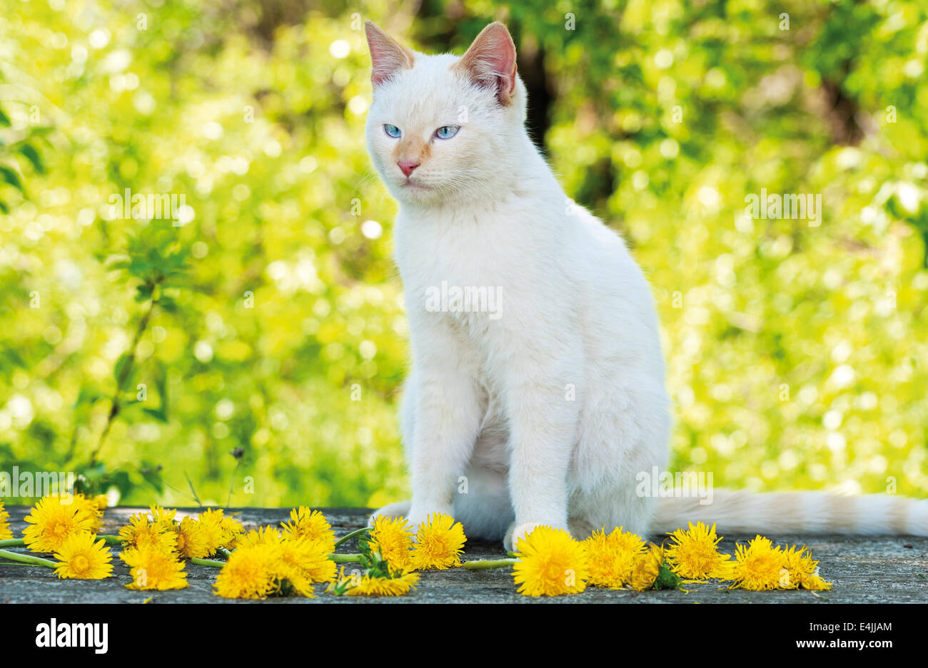 White cat with dandelions Stock Photo - Alamy