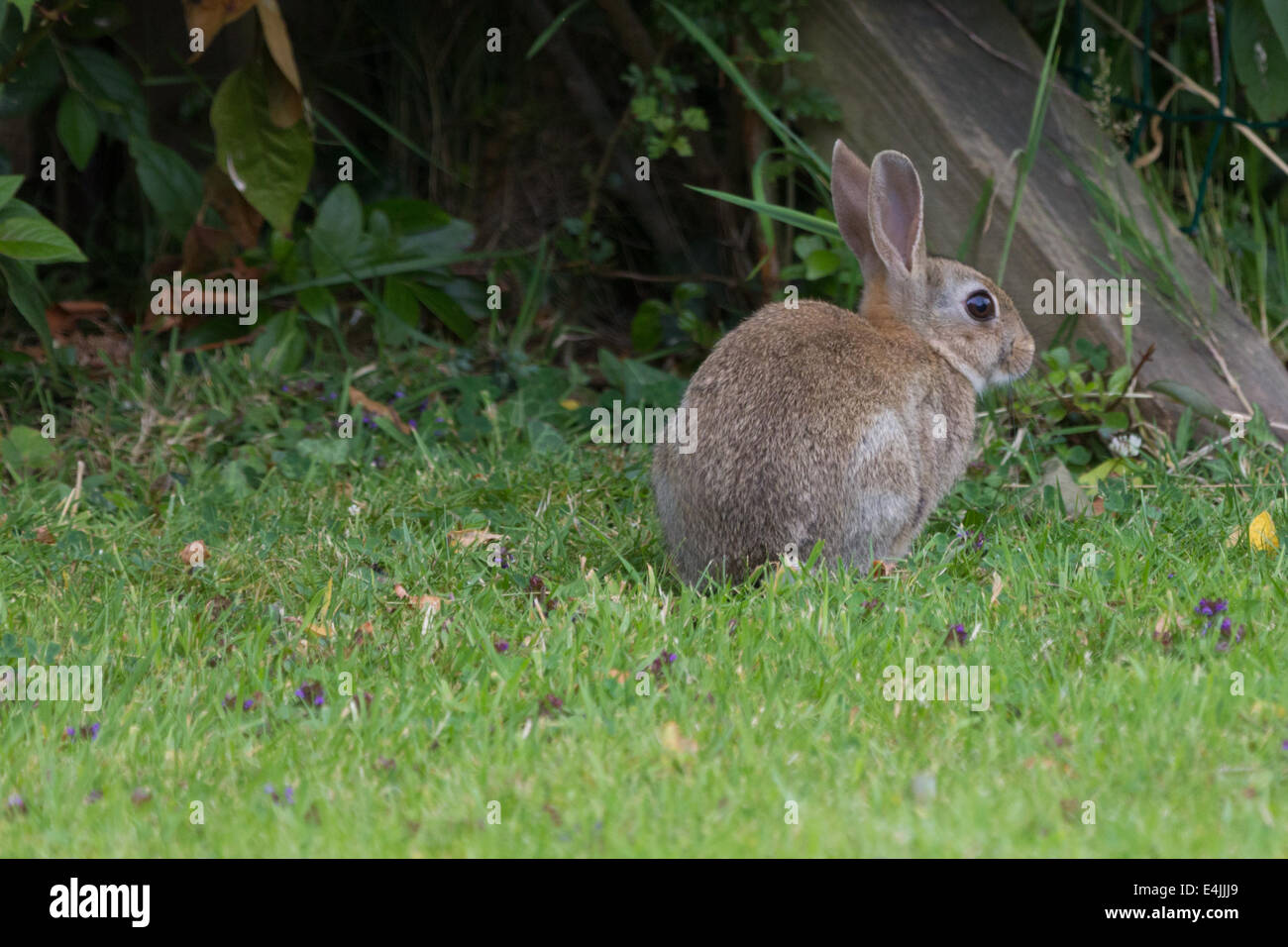 Rabbit on lawn hi-res stock photography and images - Alamy
