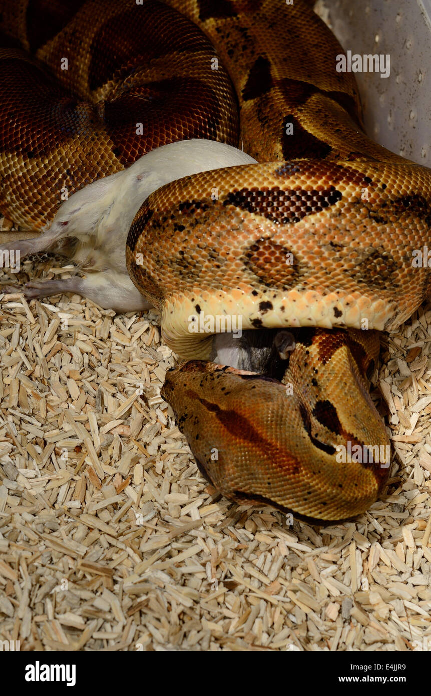 beautiful pet hypomelanistic Columbian Boa constrictor (Boa constrictor ...