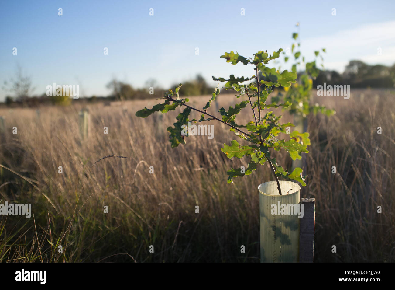 Young native English oak tree planted in a community woodland Stock ...
