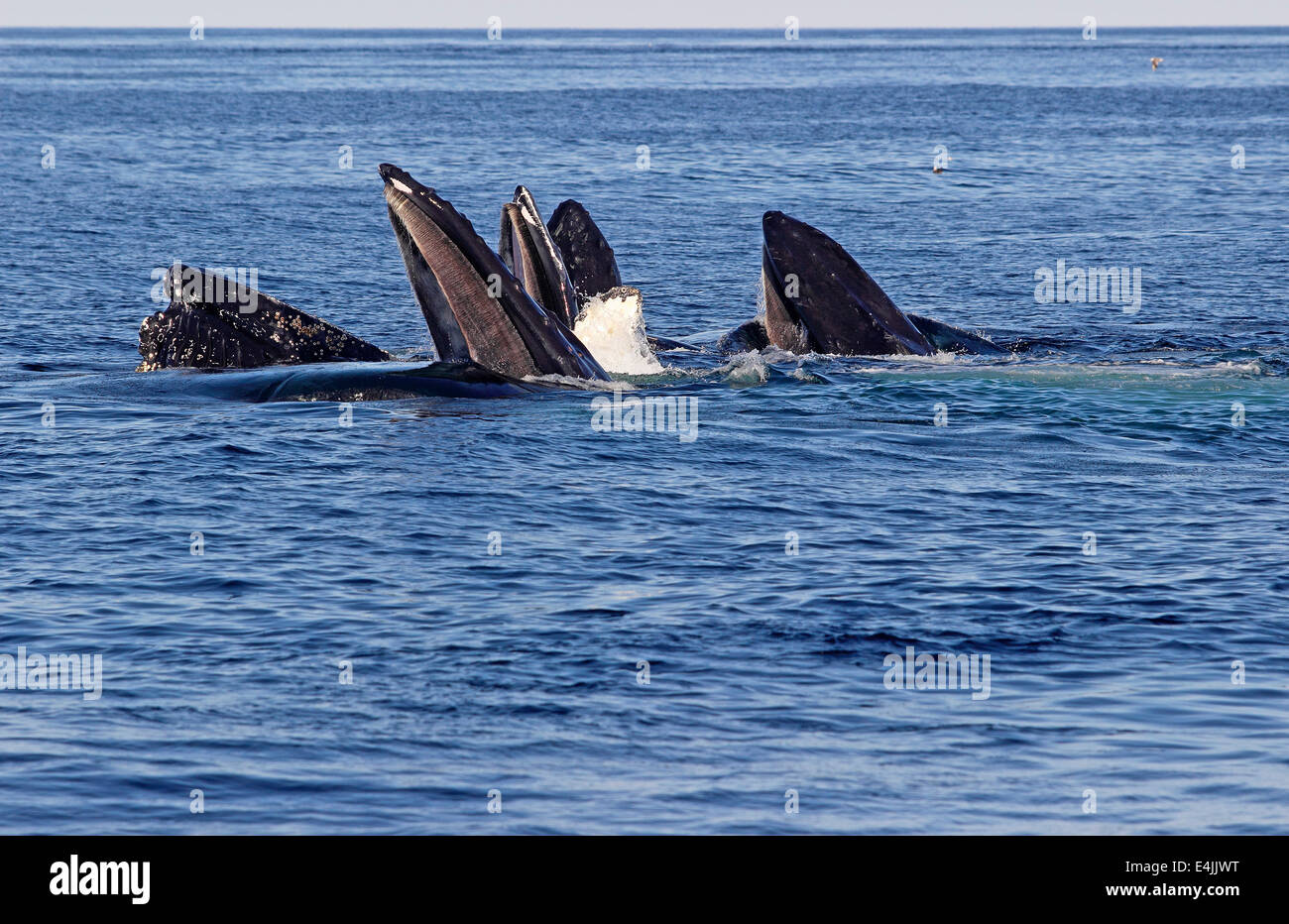 Whales breaching maine hi-res stock photography and images - Alamy