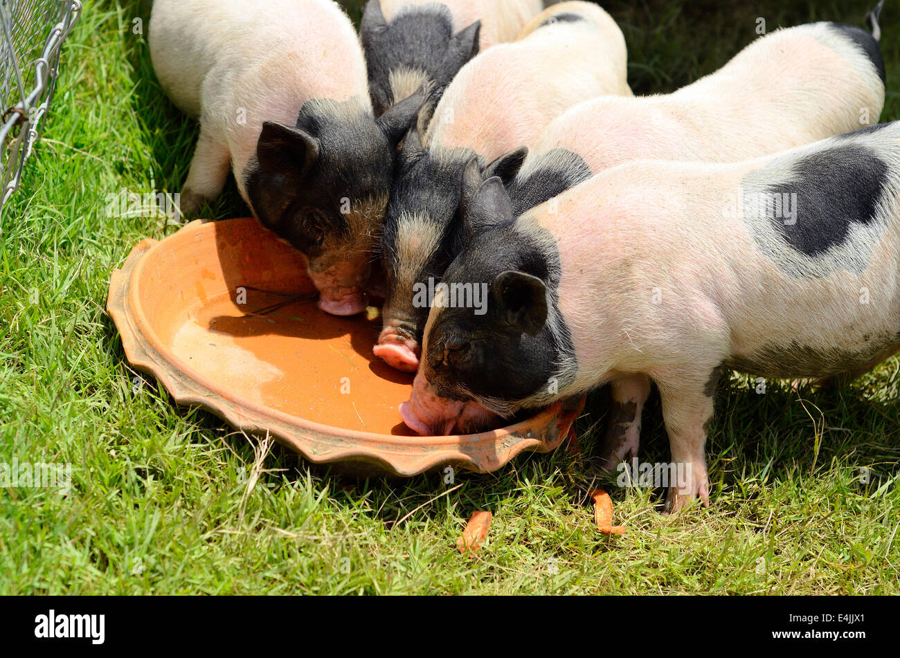 Thai style Vietnamese Pot Belly piglet nursery house in Thai pig farm ...
