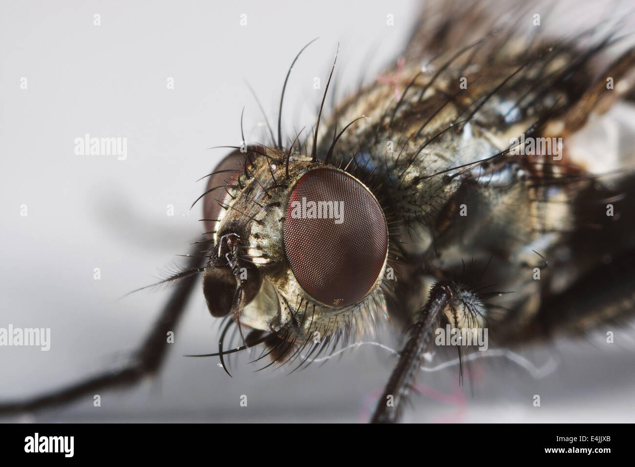 Macro view of a common house fly Stock Photo - Alamy